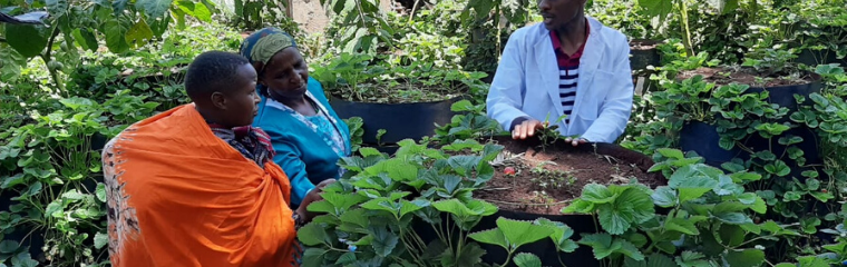 Innovative Multi-Storey Gardens Enhancing Food Security in Kenya ...
